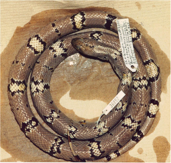 Durango – Sierra Herps